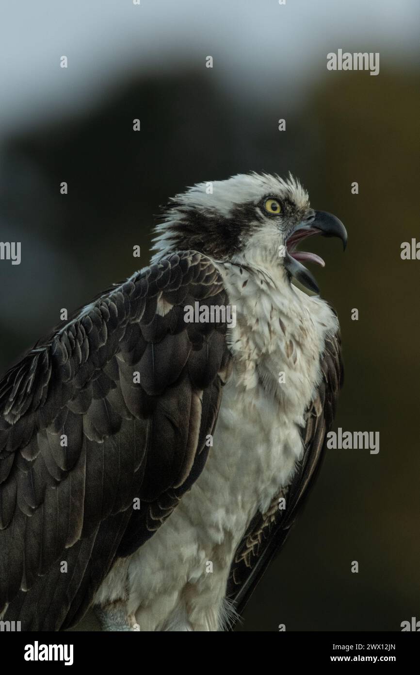 Osprey nesting near a lagoon Stock Photo - Alamy
