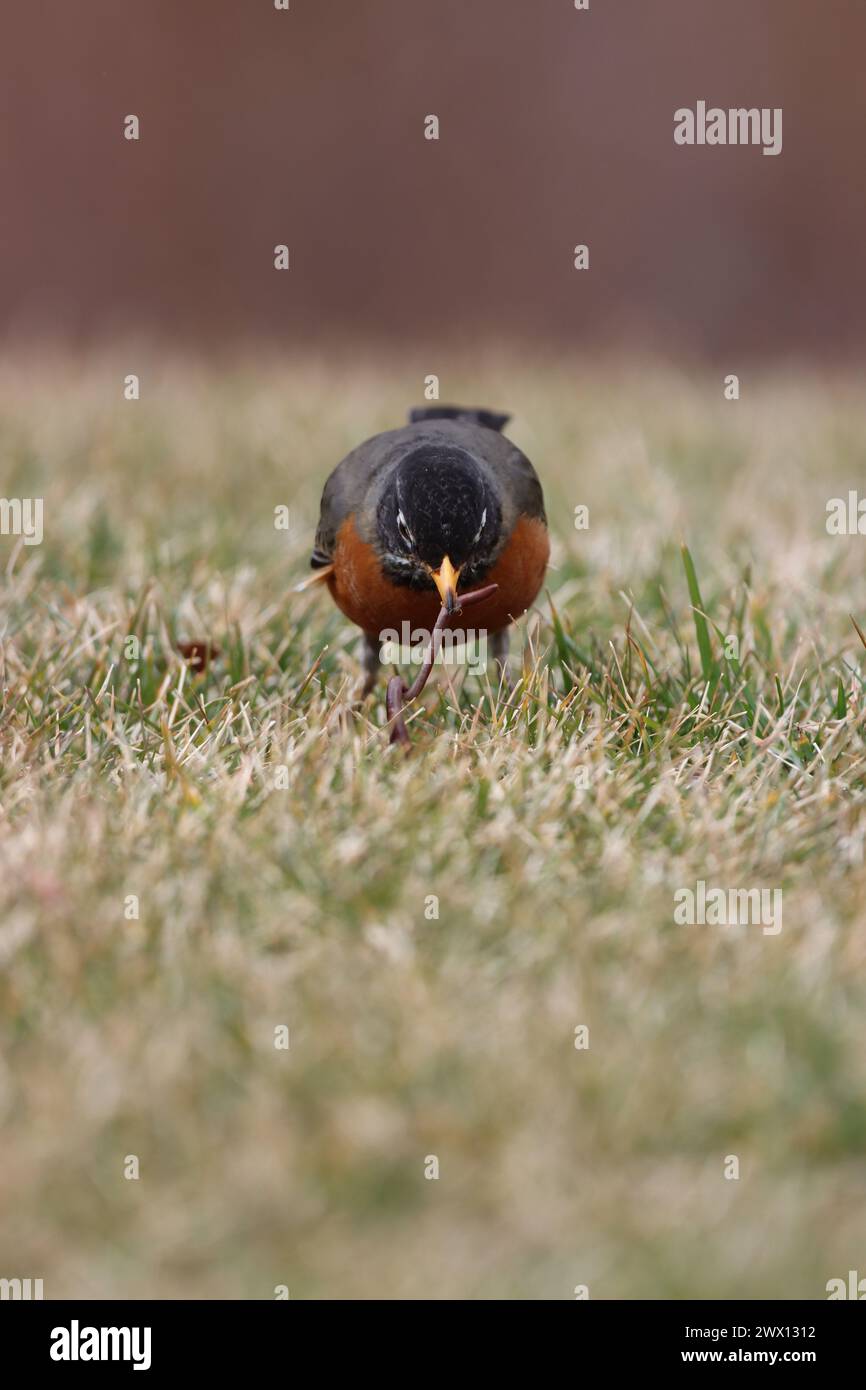 An American robin eating an earthworm Stock Photo - Alamy