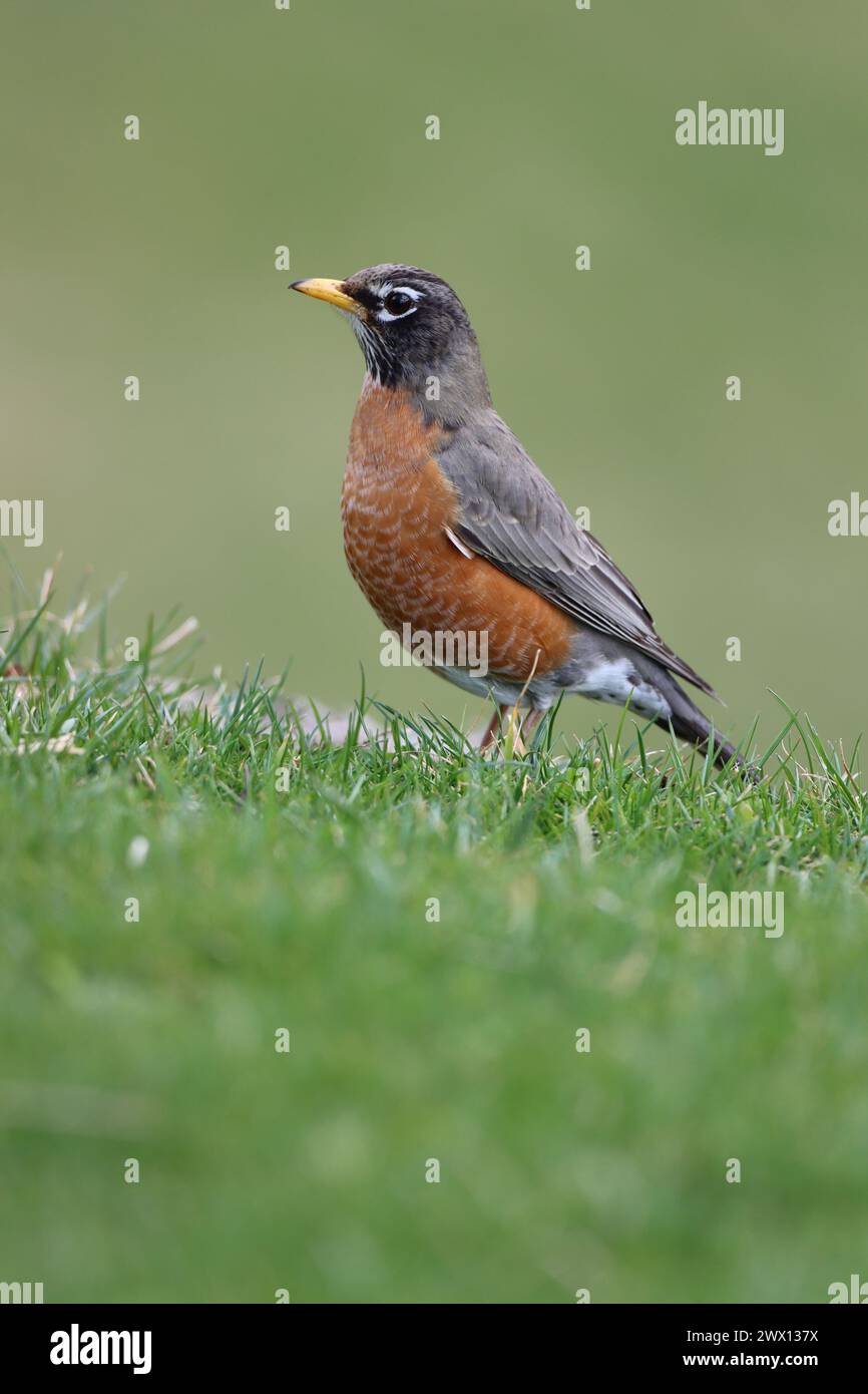 Grassy lawn habitat hi-res stock photography and images - Alamy