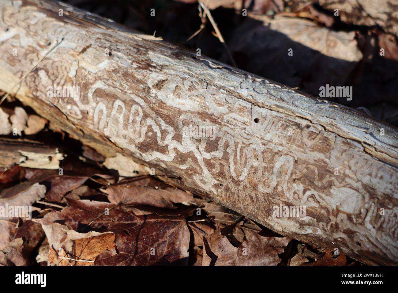 Bark boring beetles hi-res stock photography and images - Alamy