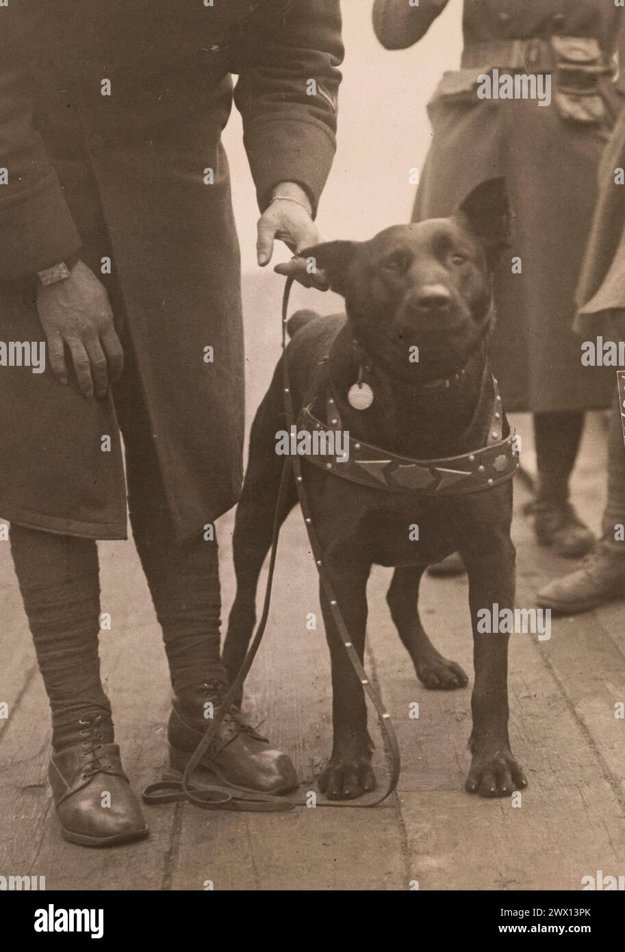 A German Dispatch Dog. While assaulting the Hindenburg Line on the British front the 27th Div ...