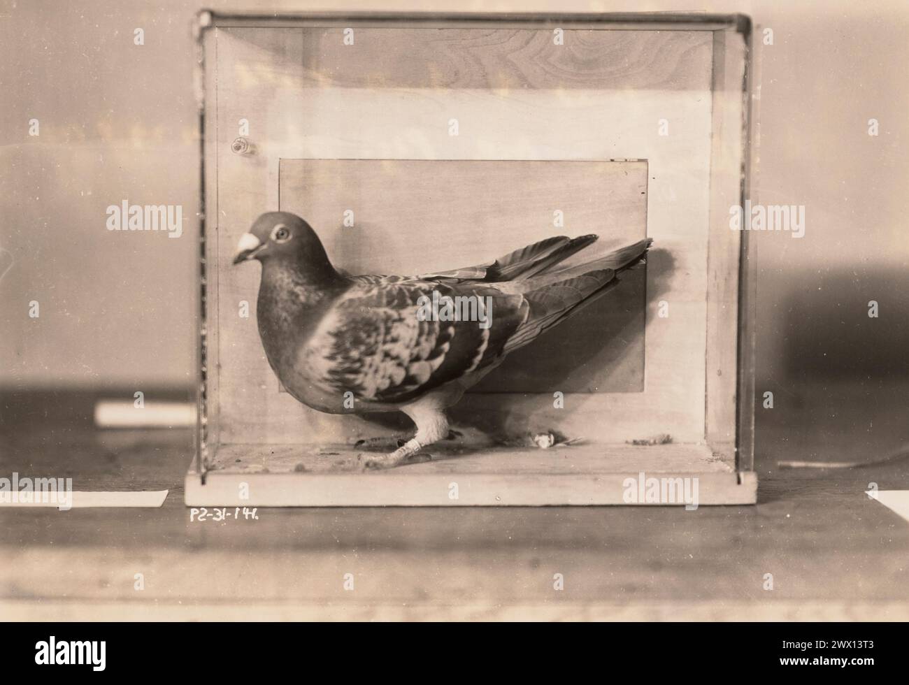 Colonel the pigeon hi-res stock photography and images - Alamy