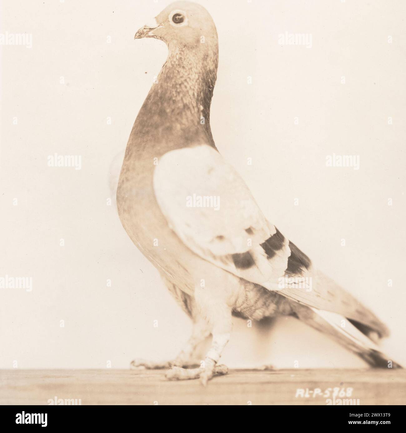 U s army signal corps carrier pigeon hi-res stock photography and ...