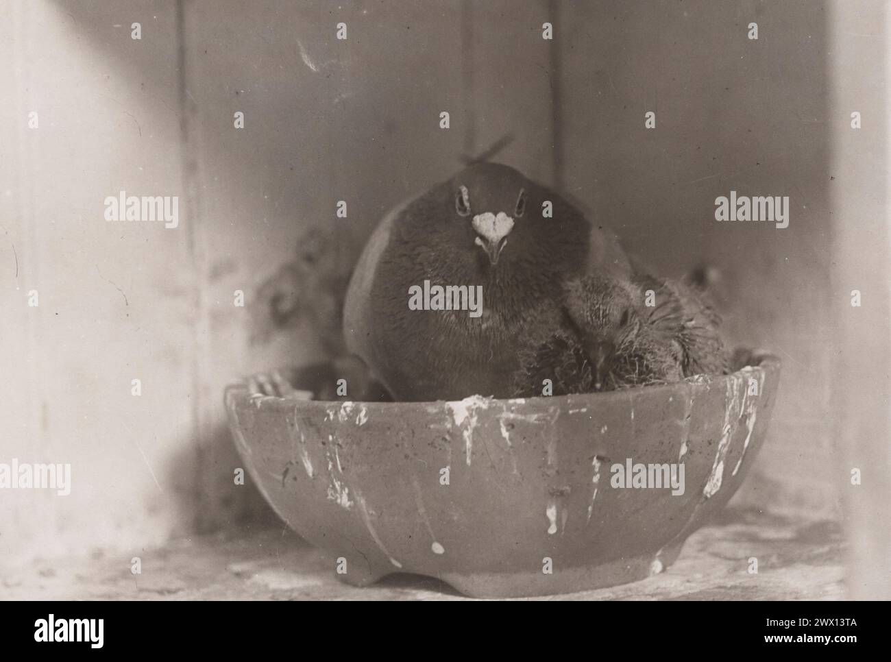 Youngsters in nest bowl with mother, Signal Corps Pigeon Section, Ft ...
