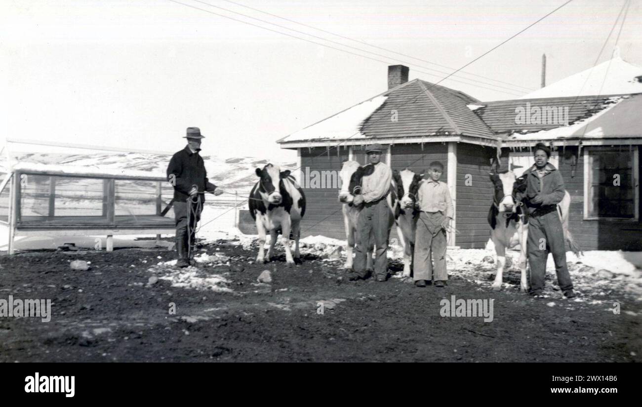 Four men on a farm, each with a holstien cow, pose for a photo ca ...