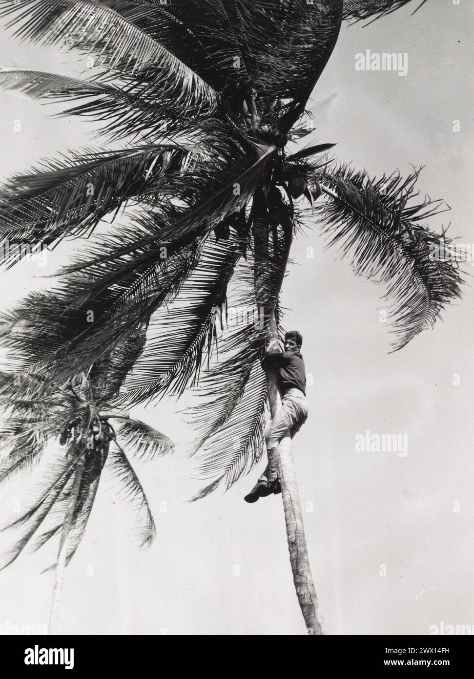 Man climbing tree vintage photo hi-res stock photography and images - Alamy