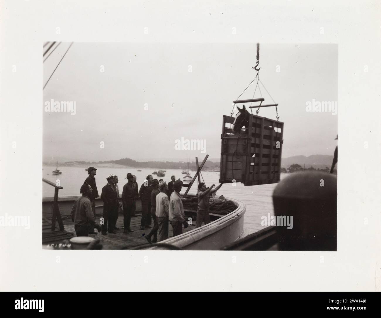 Transfer of a horse from the ward to the deck of the USS "Tern" ca ...