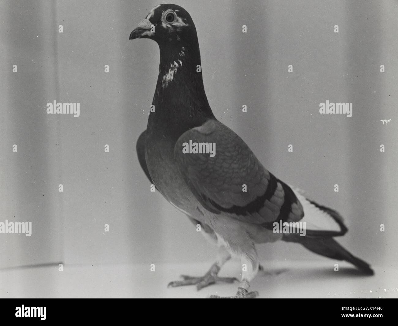 Close up photo of a carrier pigeon ca. possibly early 1930s Stock Photo ...