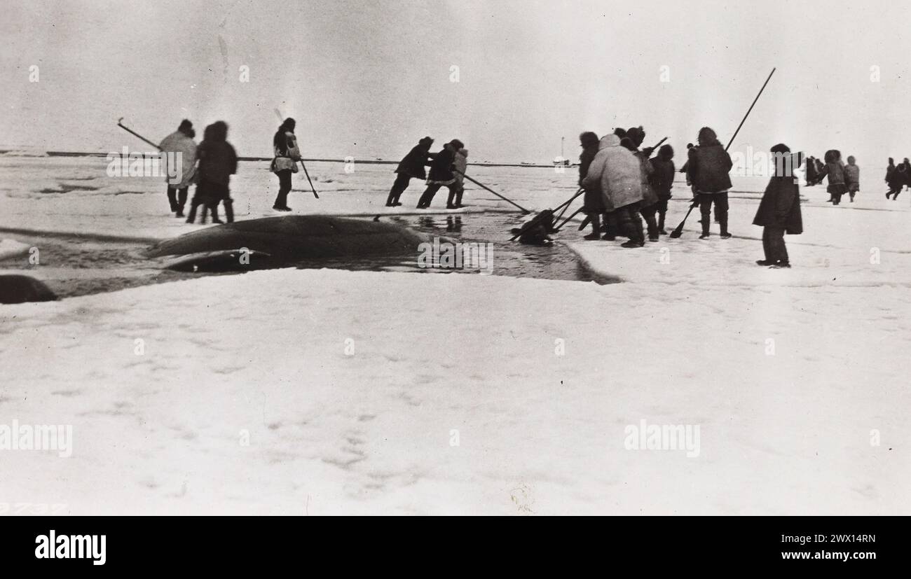 Original caption: Pt. Barrow, Alaska. Eskimos (Inuits) harpooning a ...