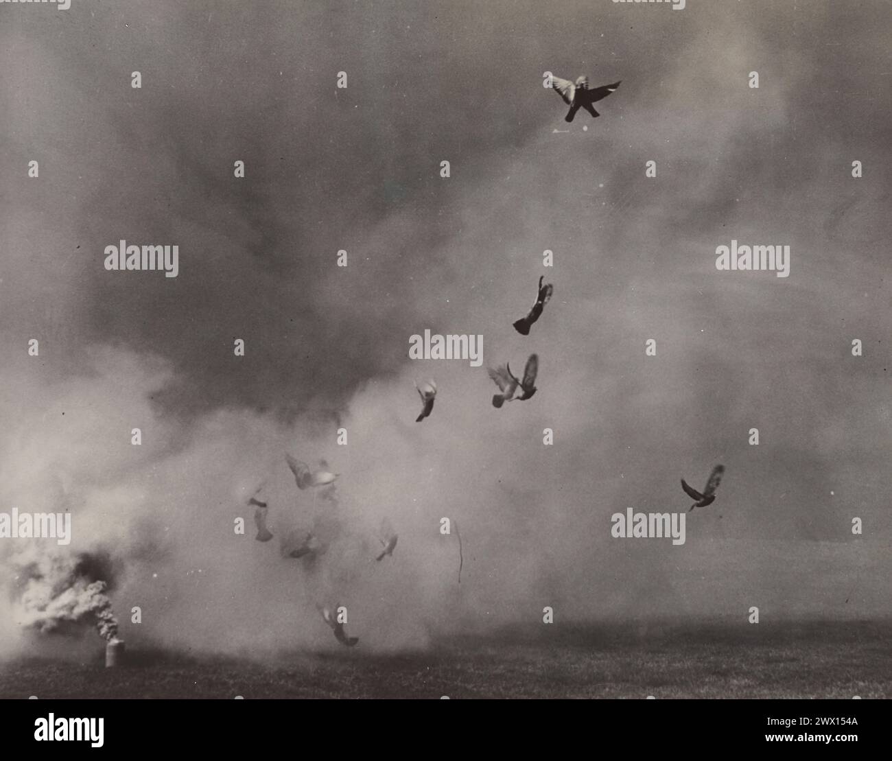 Pigeons flying through smoke hi-res stock photography and images - Alamy