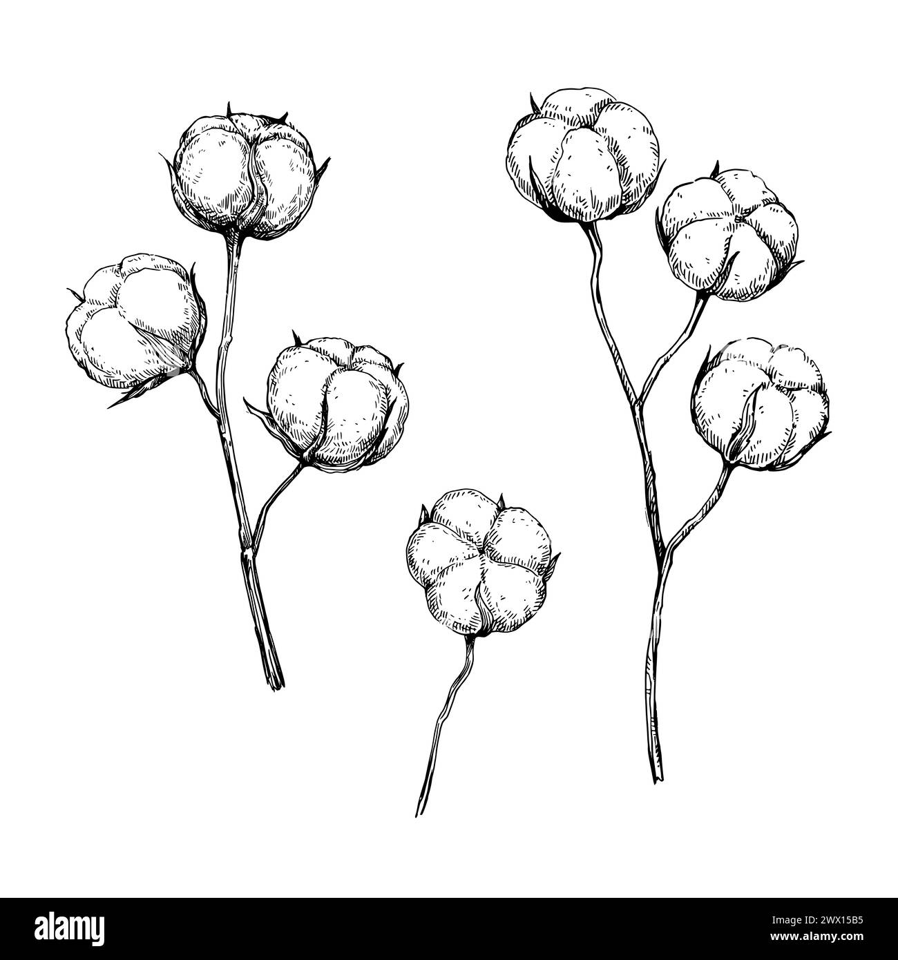 Cotton branches. Hand-drawn ink illustration. Set of vector elements ...
