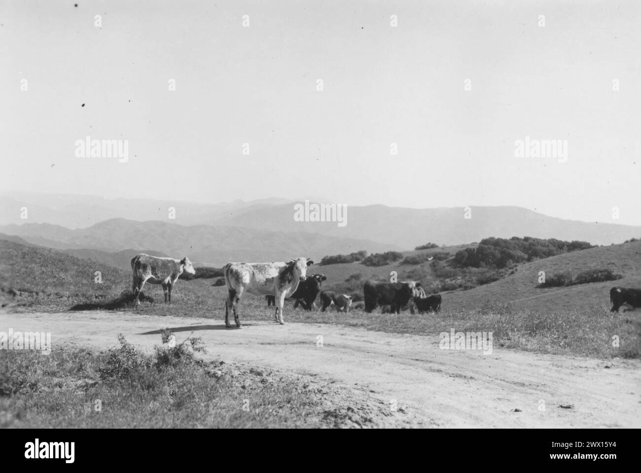 Photograph of Cattle on a Road in rural California ca. 1936-1942 Stock ...