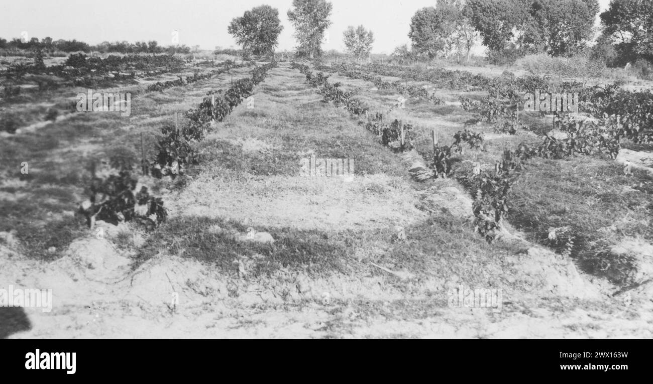 Torres-Martinez Desert Cahuilla Indians, California: Photograph of a ...
