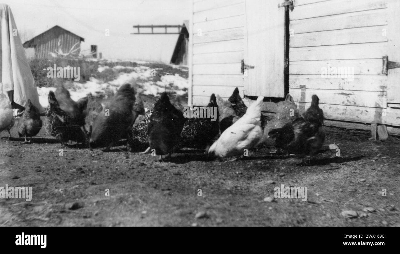 Chickens scratching and pecking for food in a barnyard ca. 1930s Stock ...