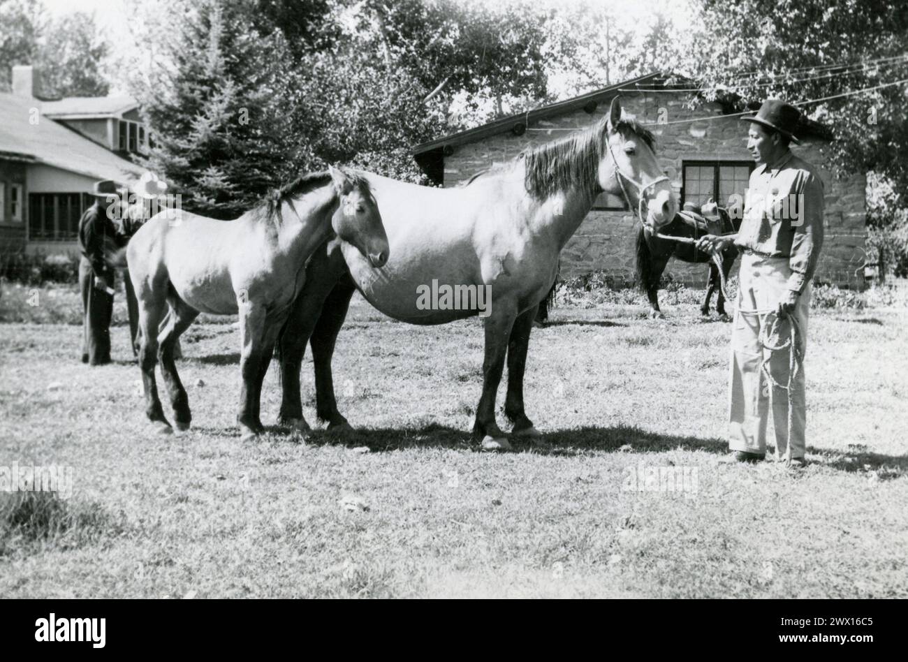 Man leading two horses on a ranch in Wyoming ca. 1930s or 1940s Stock ...