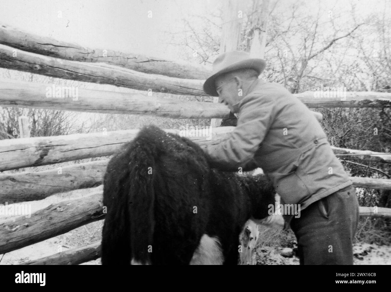 Rancher inspecting a cow hi-res stock photography and images - Alamy