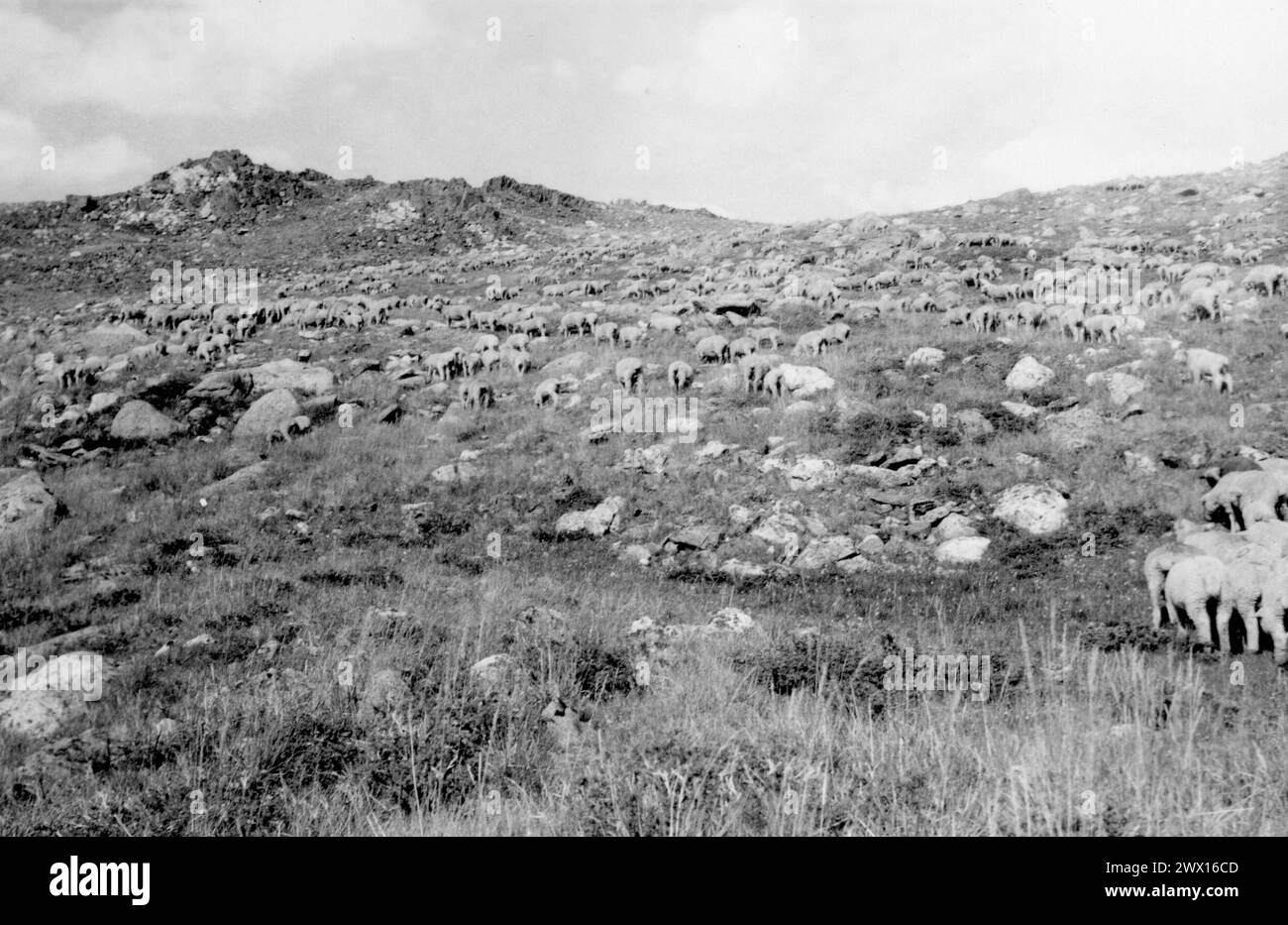 Sheep on Rocky Hillside on a Wyoming ranch ca. 1940s or 1950s Stock ...