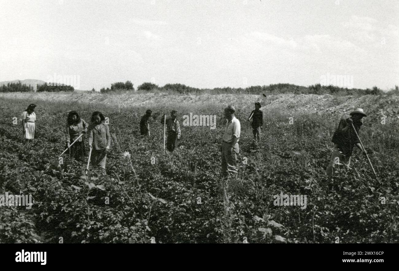 Laborers working hard in a field with hoes and spades on a farm in Wyoming ca. 1936-1938 Stock ...