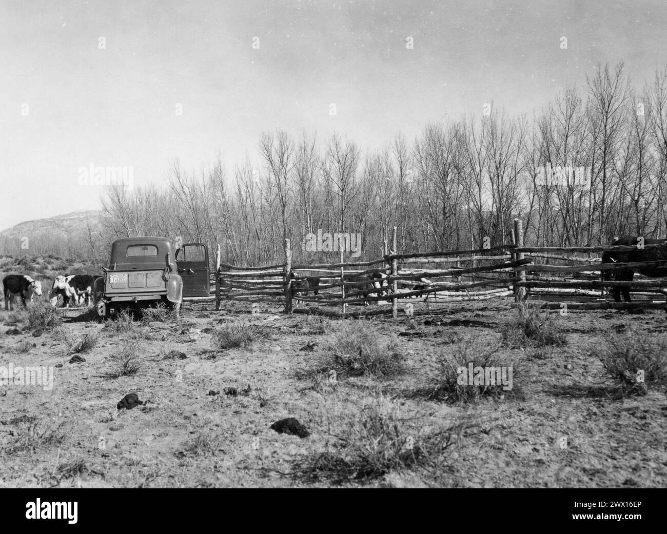 A vintage Ford pick up truck, with an open door, on a ranch in Wyoming ...