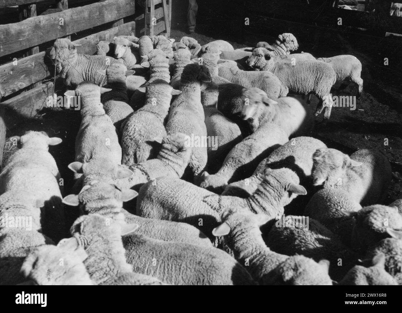 Herd of sheep in a pen on a Wyoming ranch ca. 1930s or 1940s Stock ...