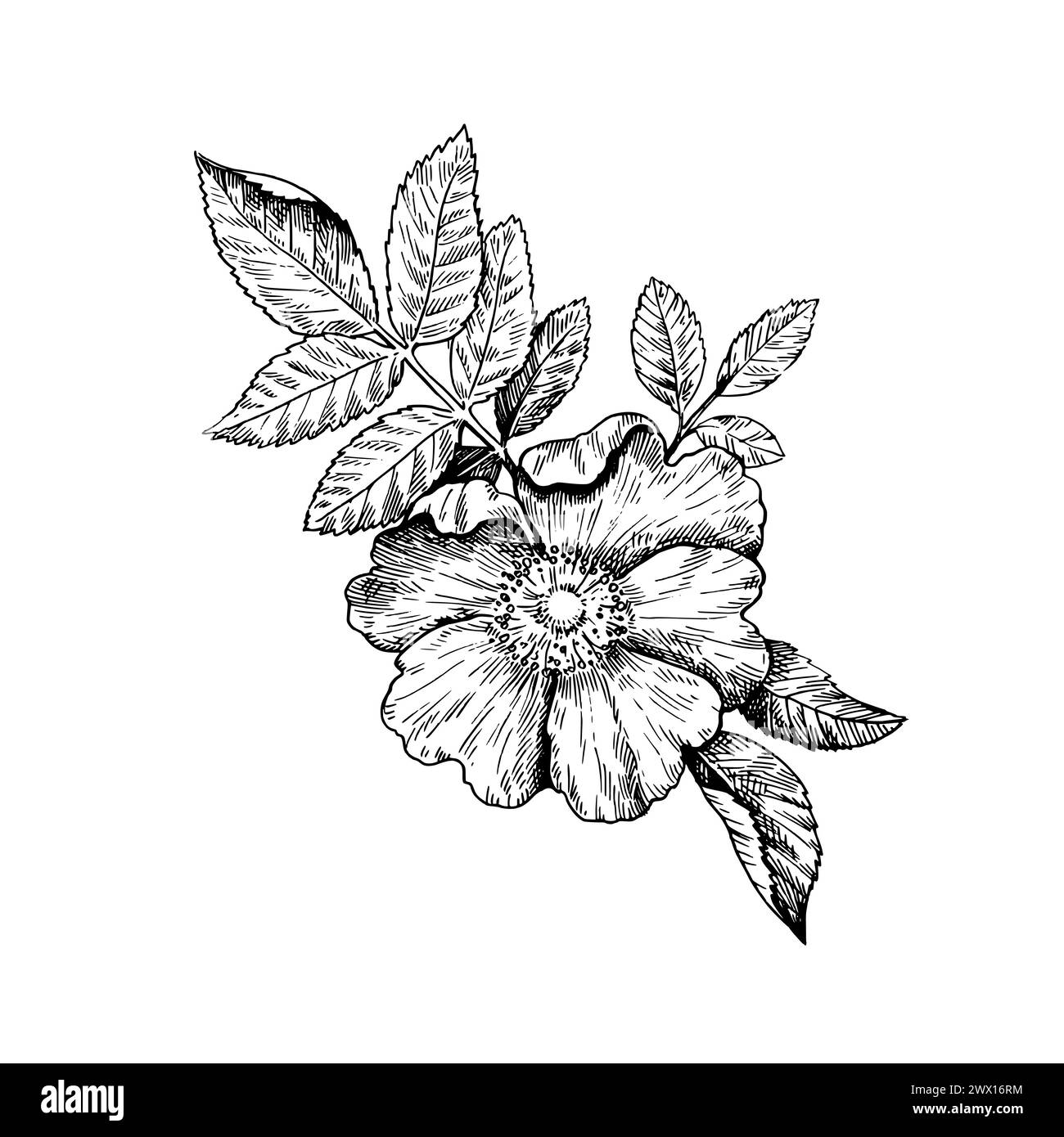 Wild rose black and white illustration in vintage etching style ...