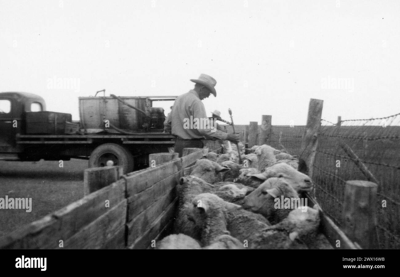 Cowboy spraying sheep with water on a Wyoming ranch ca. 1940s or 1950s ...