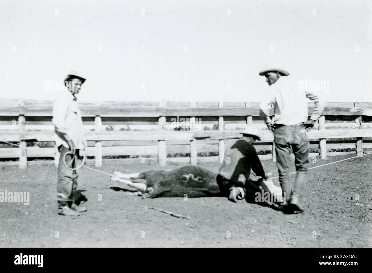 Cowboys with a roped calf, just before branding on a Wyoming ranch ca ...