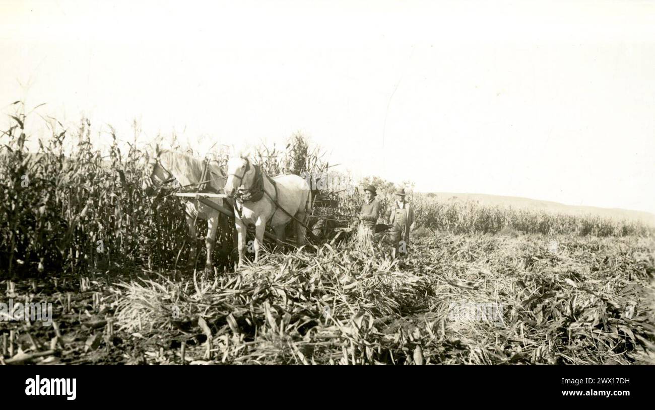 Farmers cutting corn with a horse drawn farm implement on a South ...