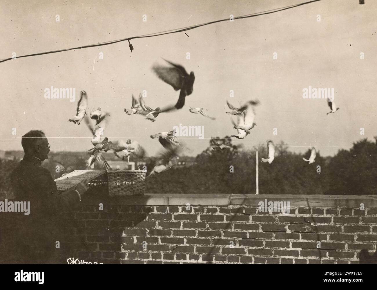 Major Frank J. Griffin, officer in charge of the pigeon section, signal ...