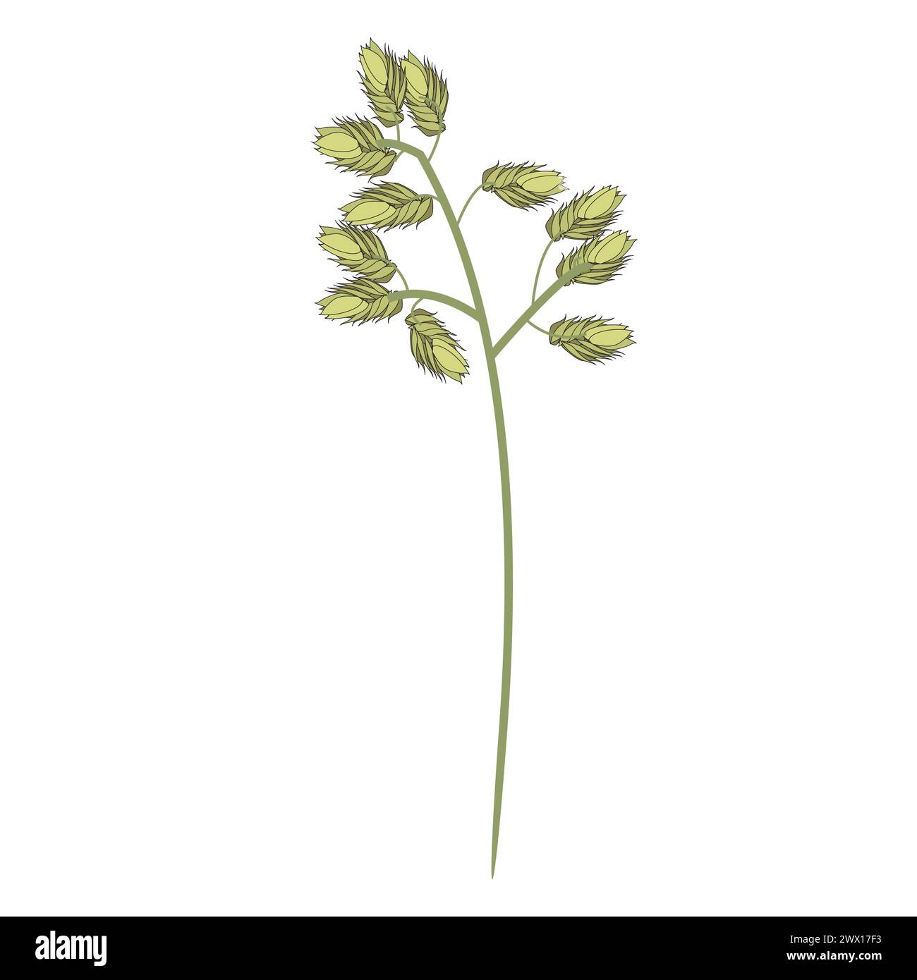 Top of wild field grass. Detailed vector illustration isolated on white ...