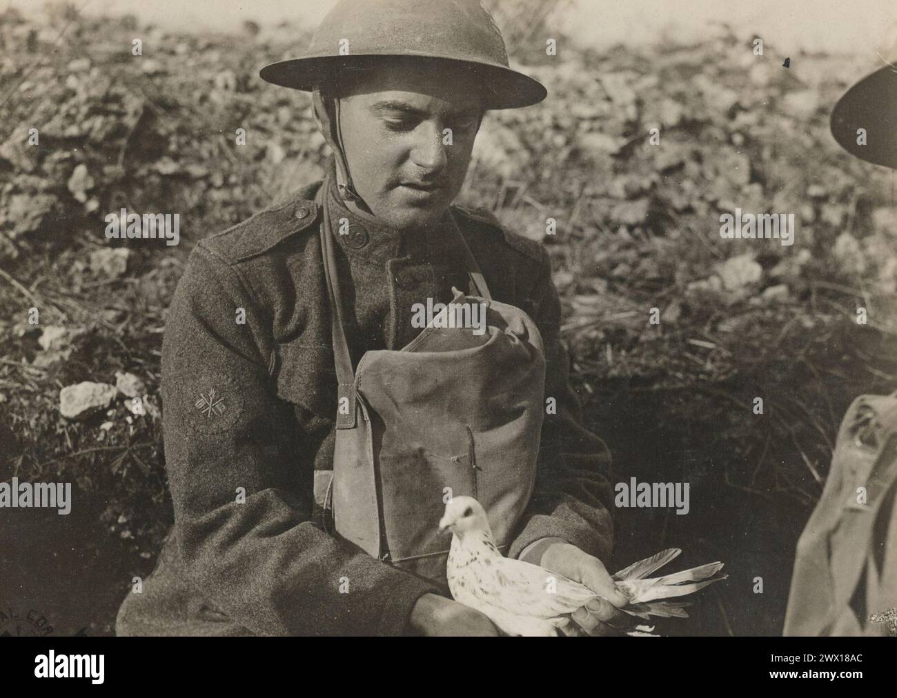 4th corps pigeon hi-res stock photography and images - Alamy