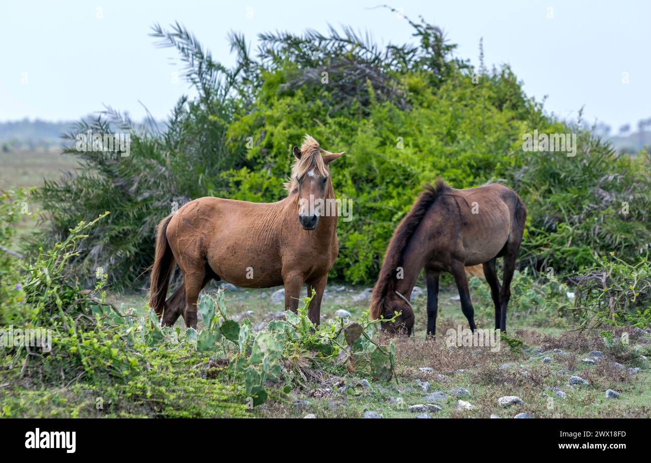 Jaffna horses hi-res stock photography and images - Alamy
