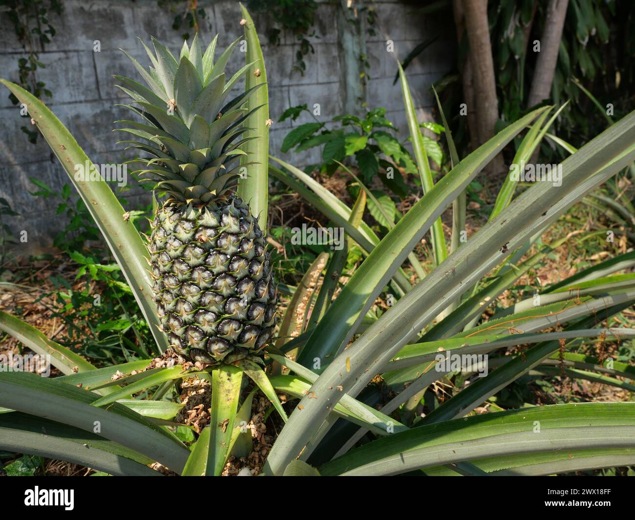Young pineapple fruit on tree plant with natural green background ...
