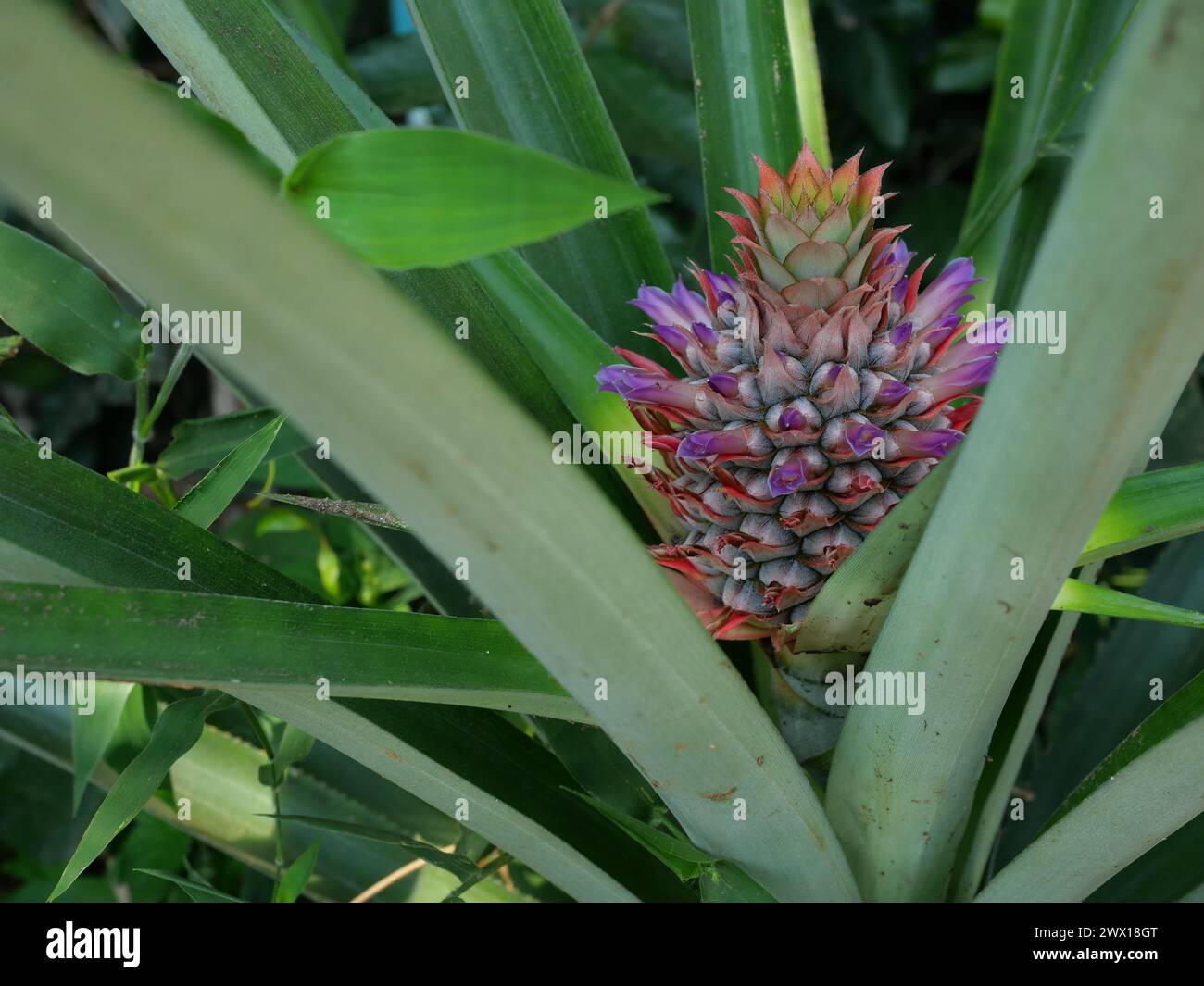 Pineapple plant flower tree hi-res stock photography and images - Alamy