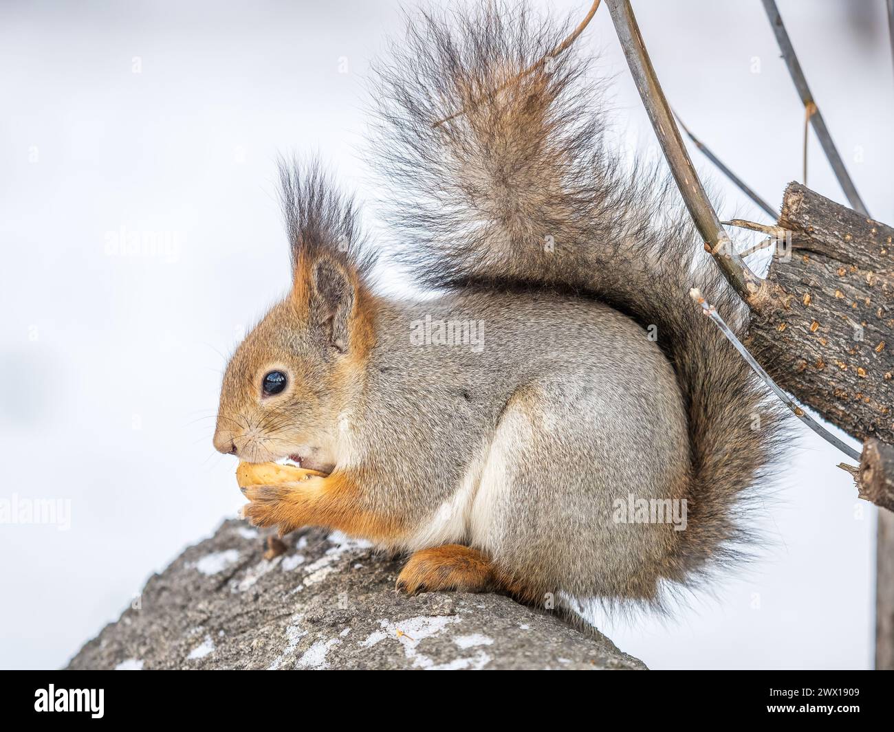Portrait of a squirrel in winter on white snow background. Eurasian red ...