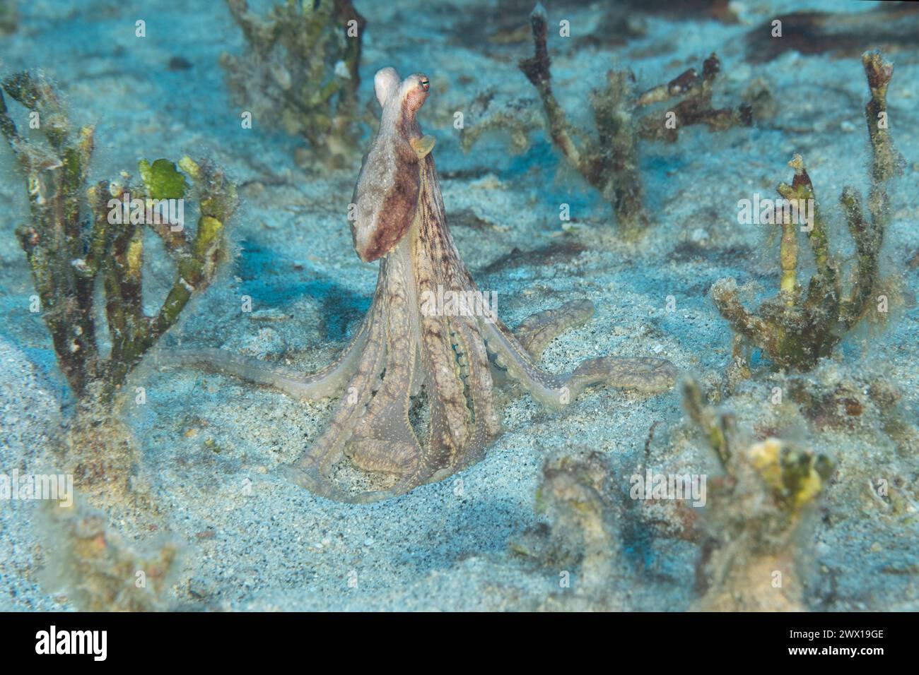 Octopus long 13 hi-res stock photography and images - Alamy