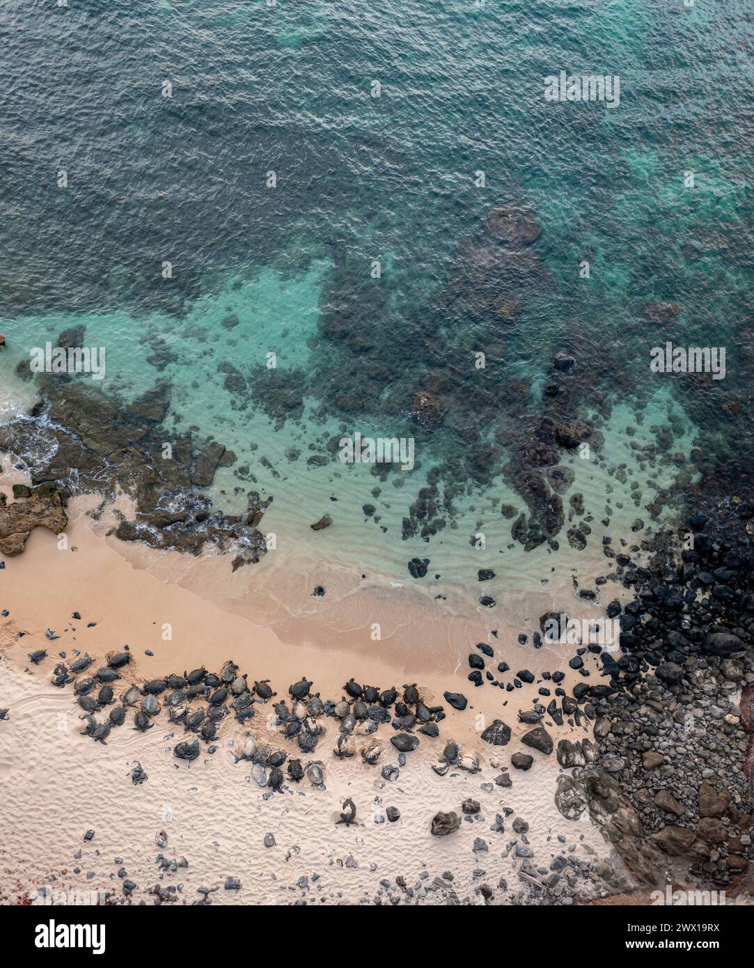 composite panoramic aerial view of green sea turtles, Chelonia mydas ...