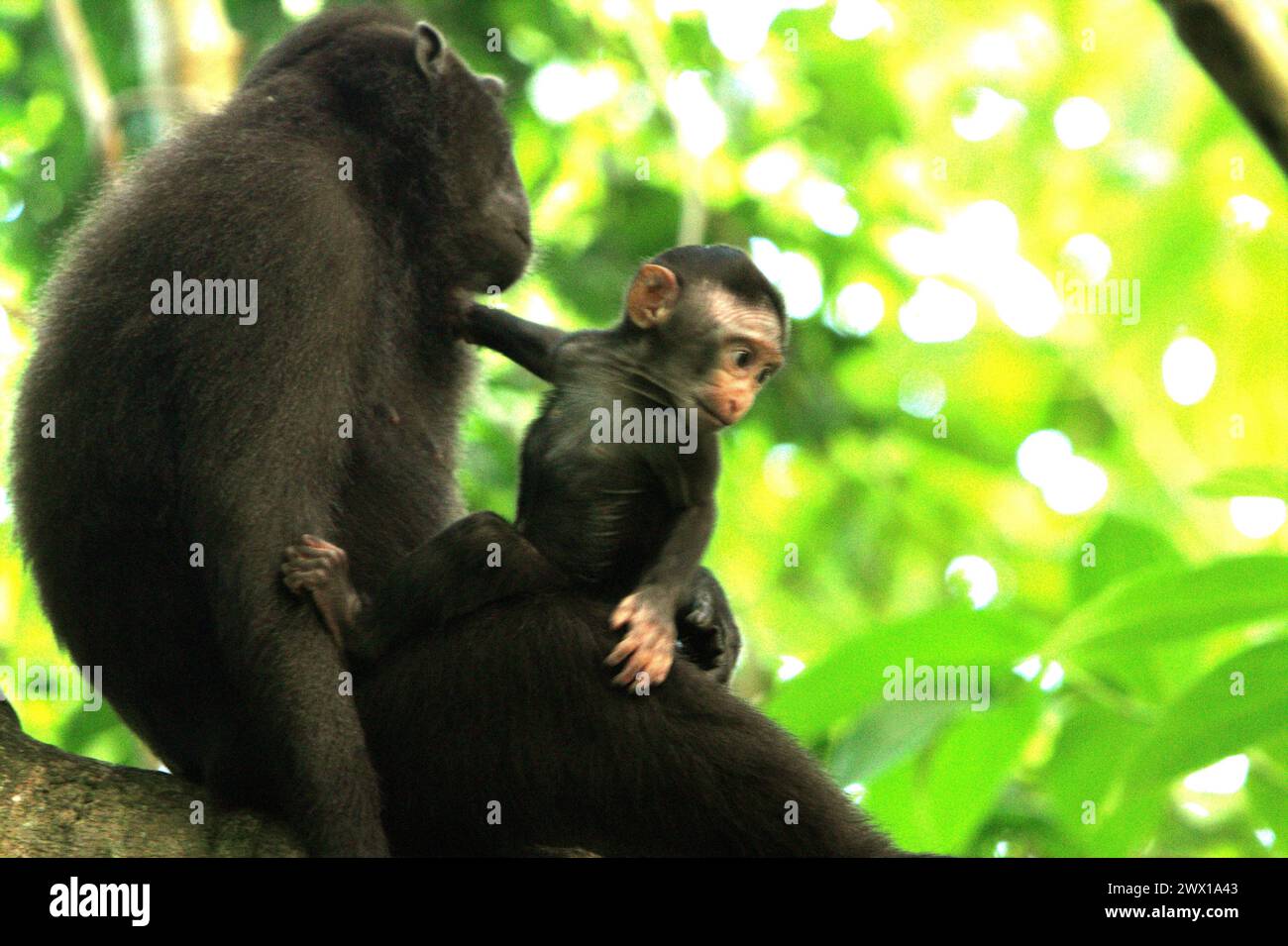 A crested macaque (Macaca nigra) infant looks back as it is in the care ...