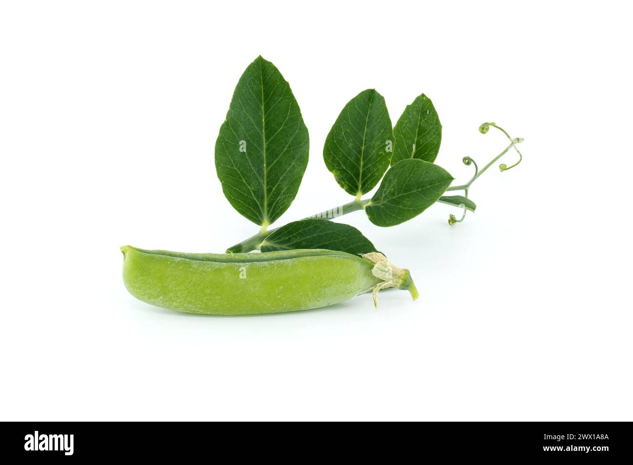 Close up of pea pod with bright green leaves isolated on white background Stock Photo - Alamy