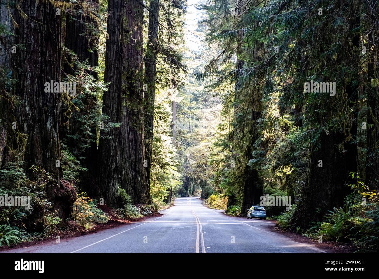 Redwood trees in humboldt hi-res stock photography and images - Alamy