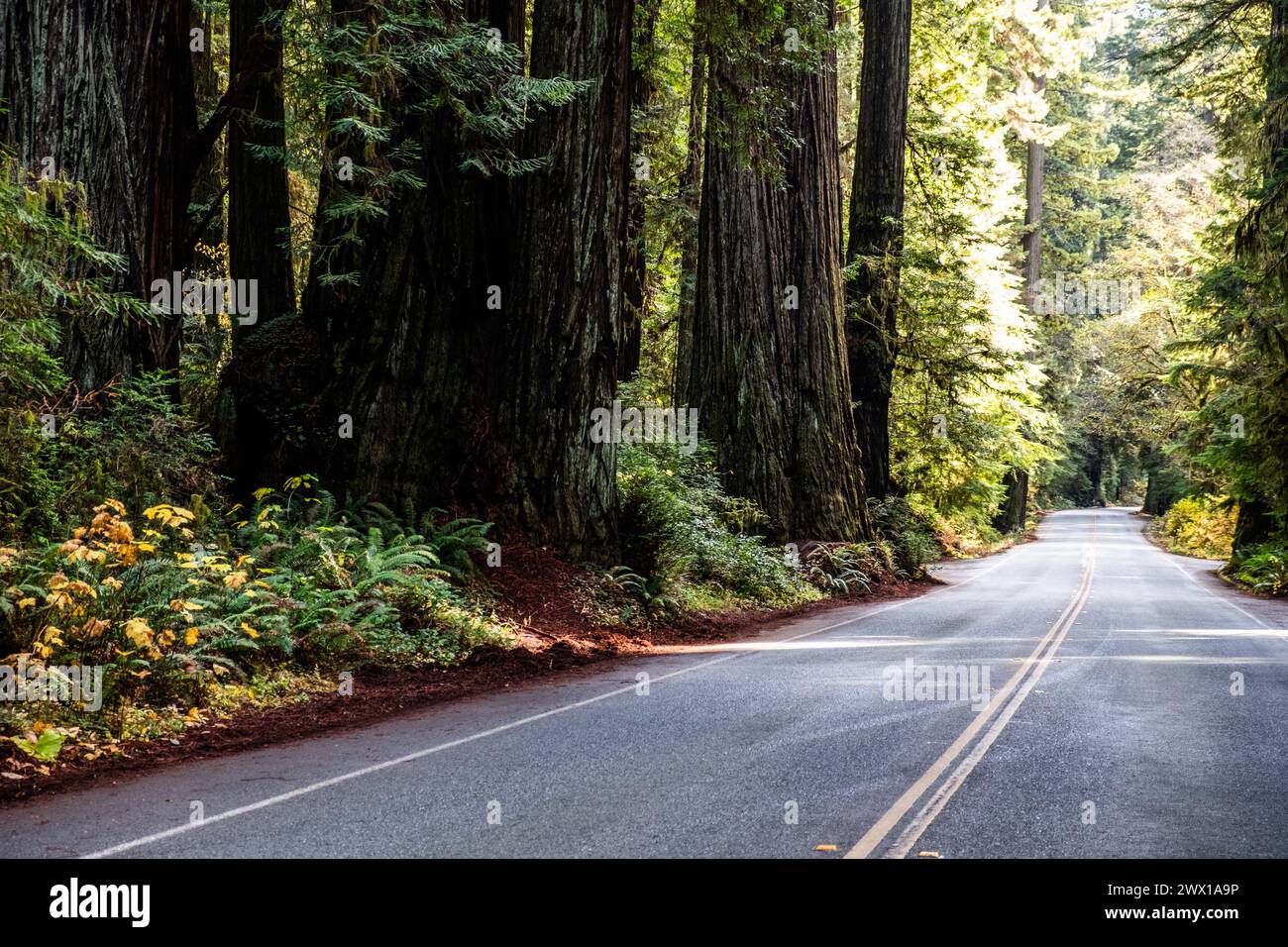 Road is dwarfed by big Redwood trees in Humboldt Redwoods State Park in ...