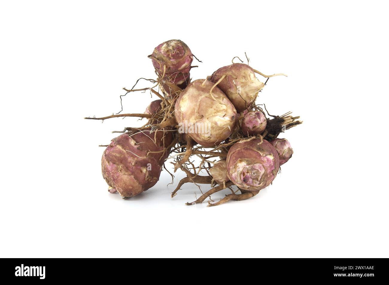 Freshly dug tubers of Jerusalem artichokes with roots isolated on white ...