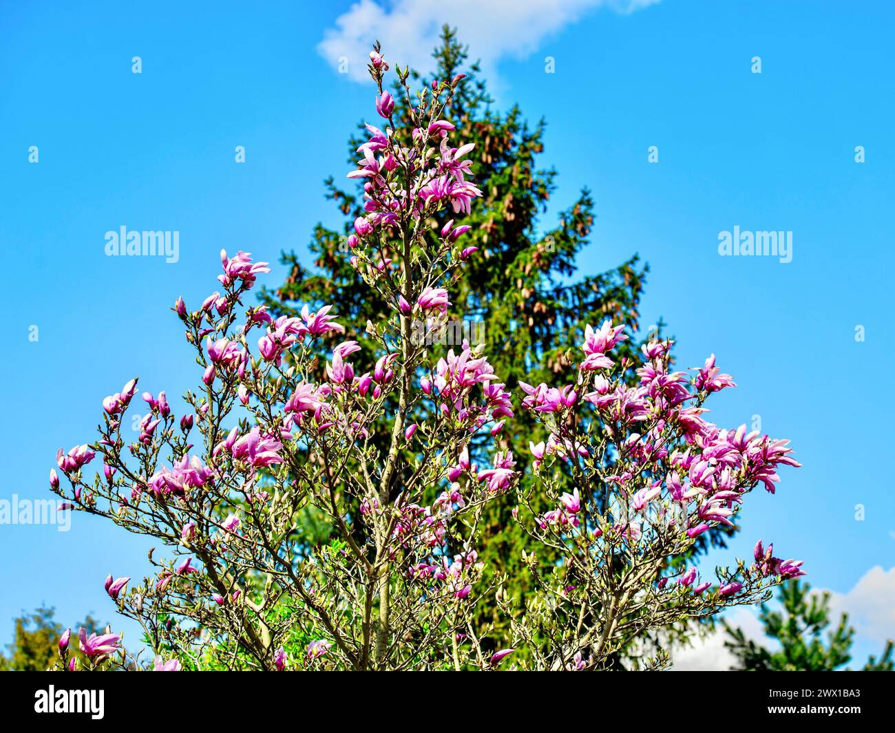 Pink magnolia trees in spring hi-res stock photography and images - Alamy