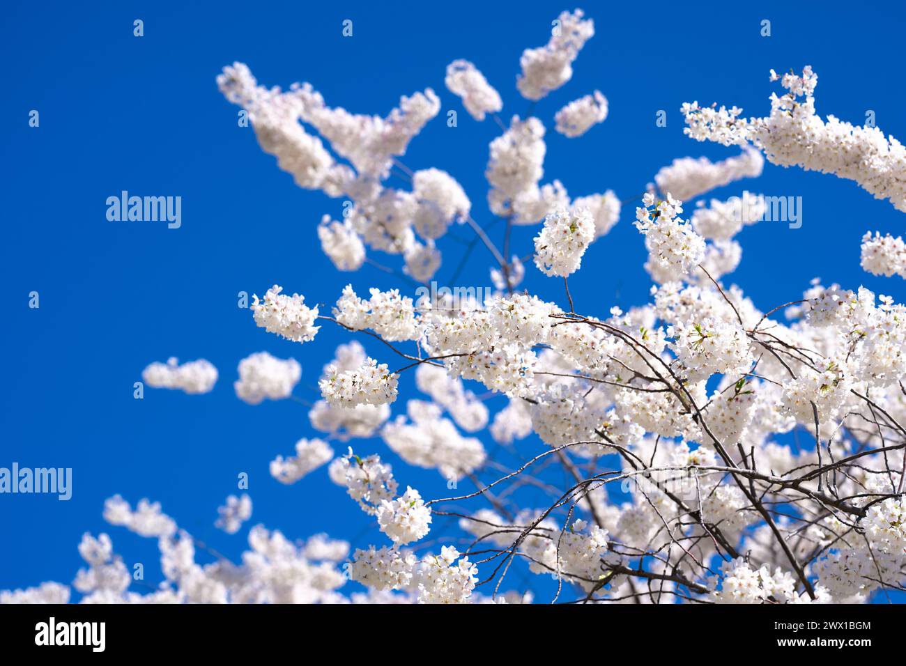 A blooming branch of cherry blossom tree in spring Stock Photo - Alamy