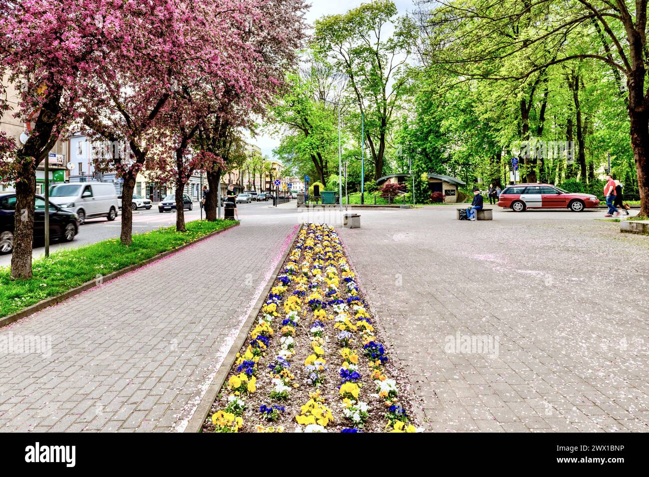 Jaslo, Poland - May 2, 2023: Fragment of the spring blooming city Stock ...