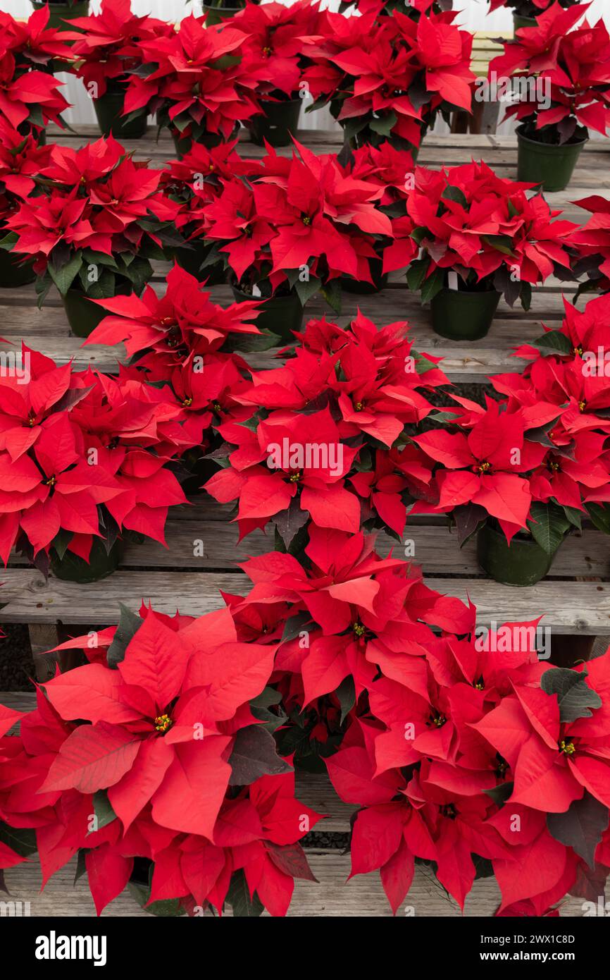 Nochebuena flor hi-res stock photography and images - Alamy