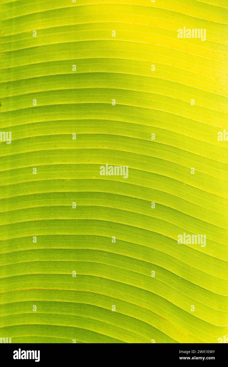 Macro close-up of a backlit green tropical leaf. Abstract full frame ...