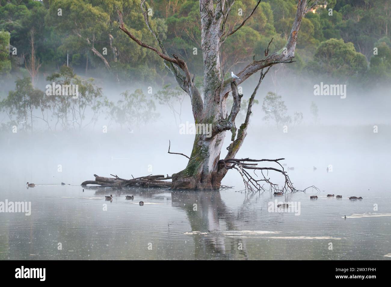 Swamp gum tree hi-res stock photography and images - Alamy