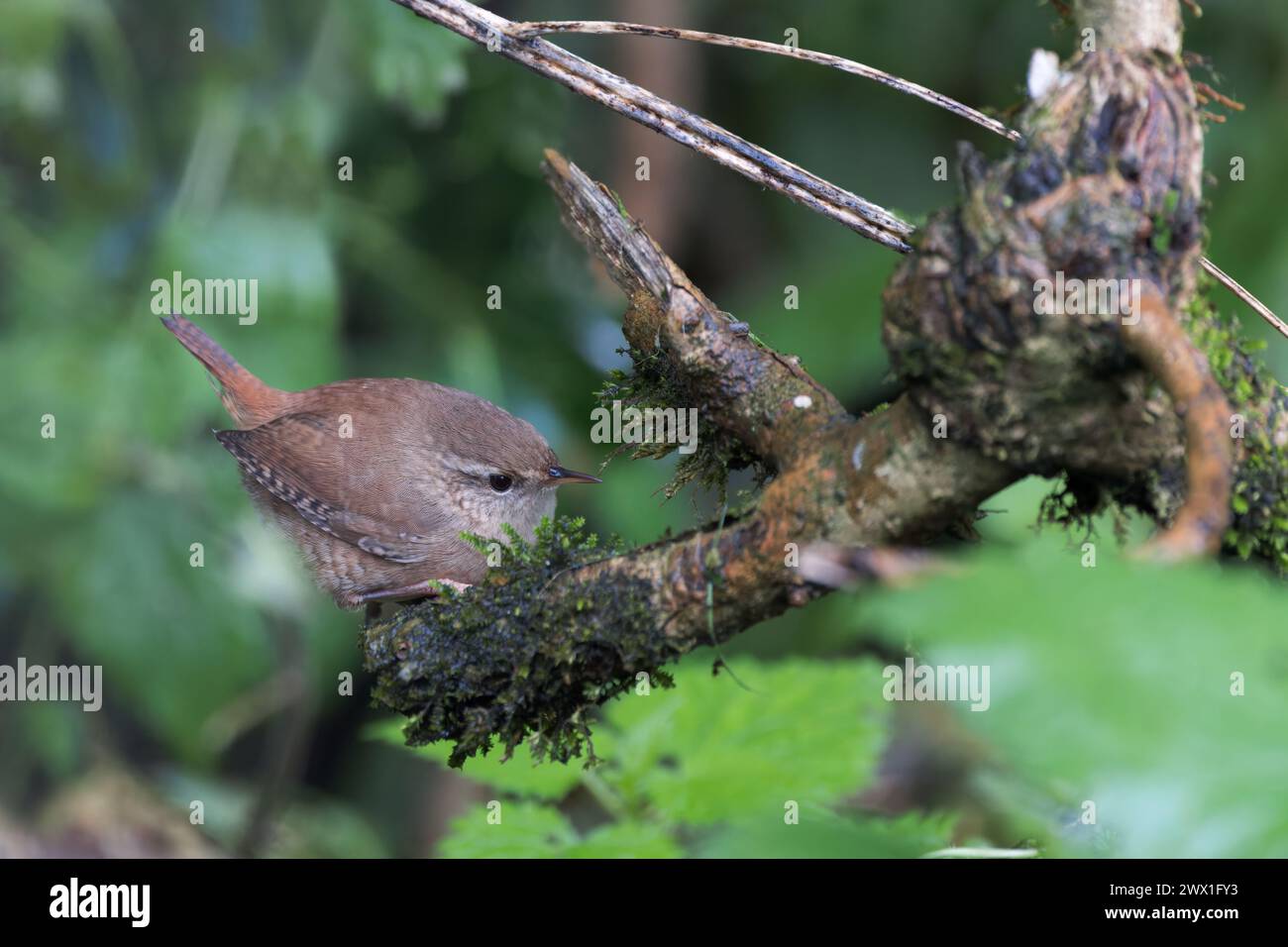 wren [ Troglodytes troglodytes ] hunting for food on mossy wooden stump ...