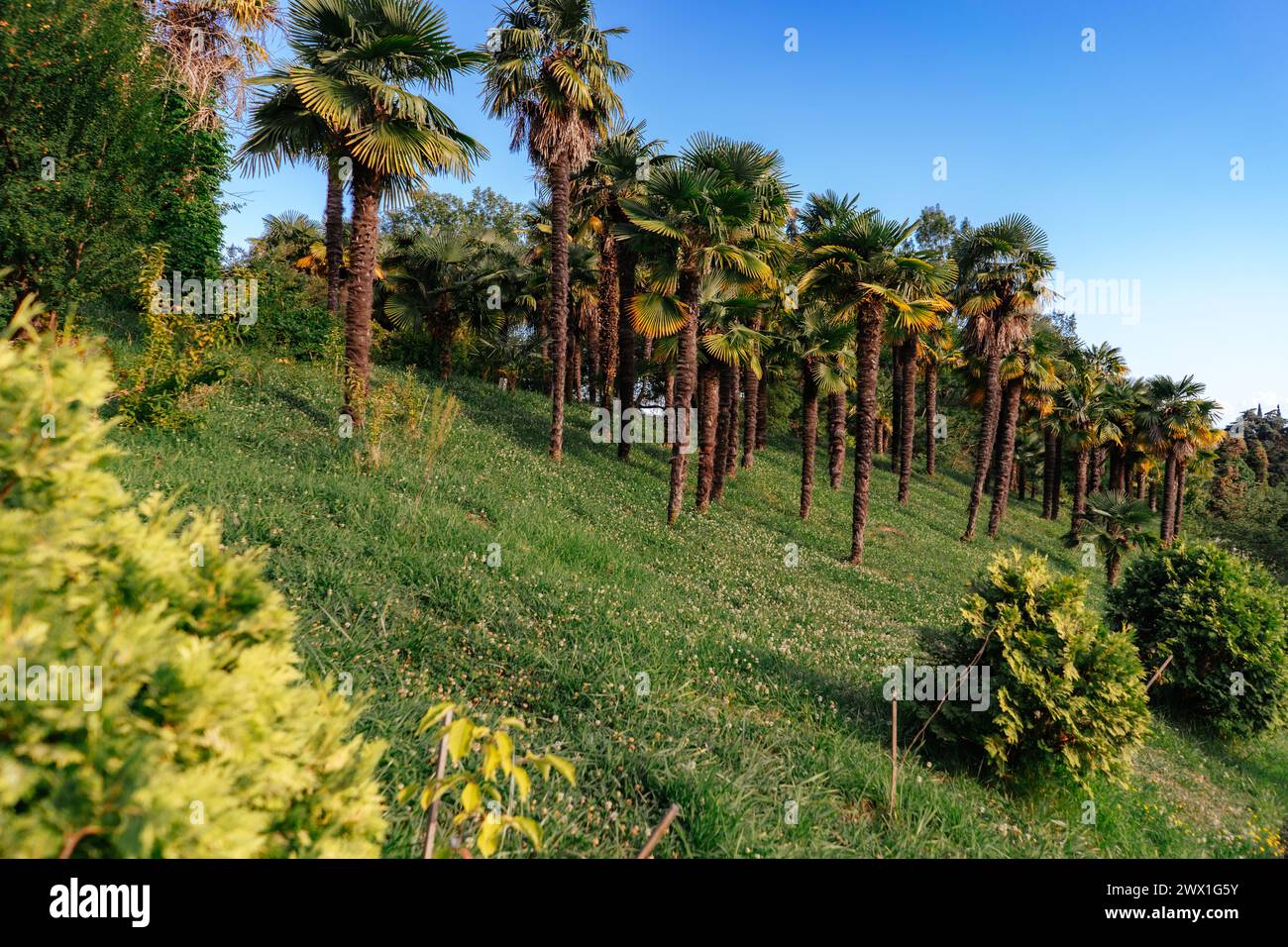 palm trees growing on slope with green grass in front of blue sky ...